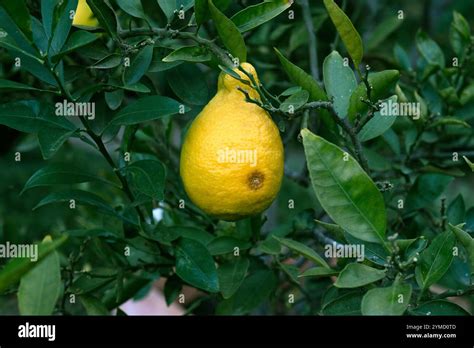 Citrus Limon ‚pyriformis‘ Citrus Limon Sorten Pcetsk