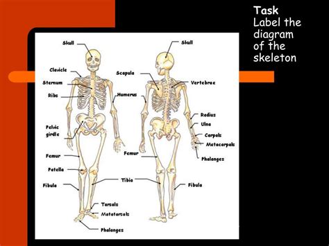 PPT The Axial Skeleton PowerPoint Presentation Free Download ID