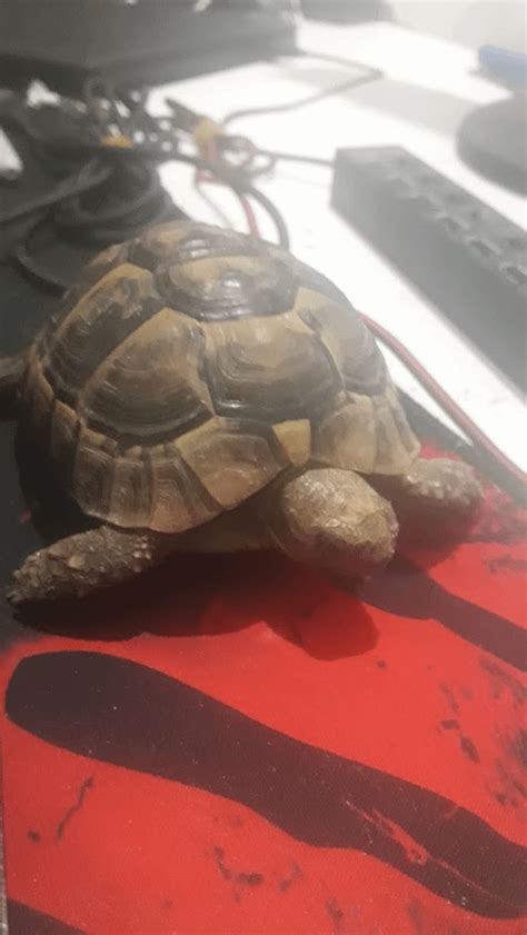 Identification R Turtle