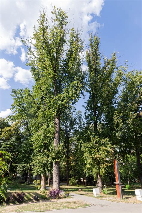 Mečja Leska Institut Za Botaniku I Botanička Bašta „jevremovac