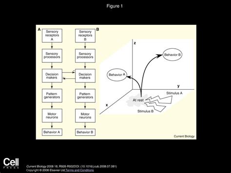 Neuronal Decision Making Circuits Ppt Download