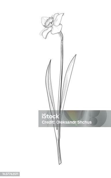 흰색 배경에 잎과 줄기가 있는 수선화 꽃을 스케치합니다 선형 선 스타일의 벡터 그림입니다 주당순절 10 고립 된 수선화 0명에 대한 스톡 벡터 아트 및 기타 이미지 Istock