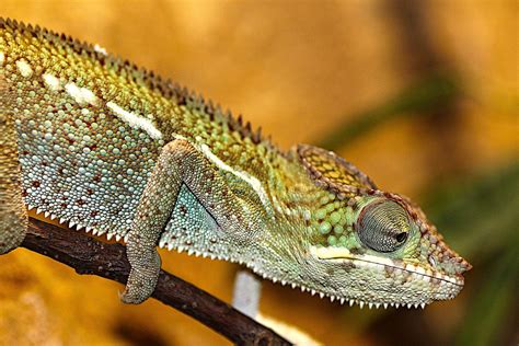 Silverfasts Usm Unsharp Masking Ensures Crisp And Pin Sharp Images