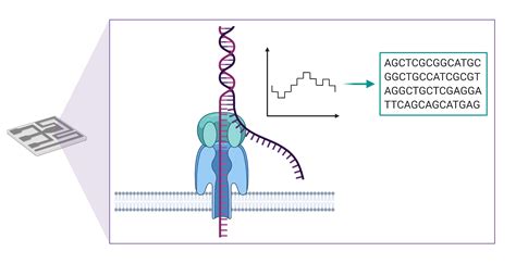Schematic Of A Long Read Sequence Generated Using Nan Vrogue Co