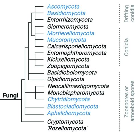 Fungal Tree Of Life Including The Updated Phylum Level Classification