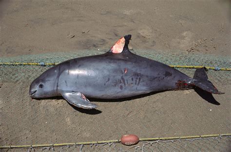 No Happy Ending For The Vaquita Hakai Magazine