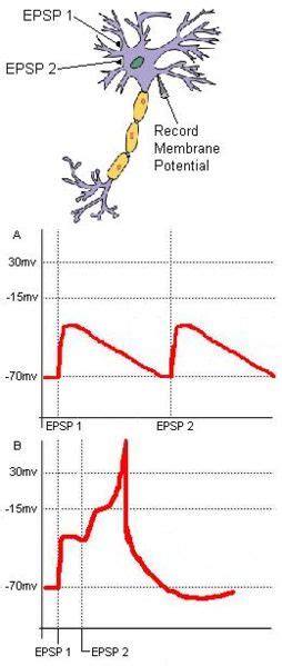 Difference Between Epsp And Ipsp Compare The Difference Between Similar Terms