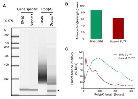 Video Author Spotlight Exploring The Frontier Of Mrna Research With
