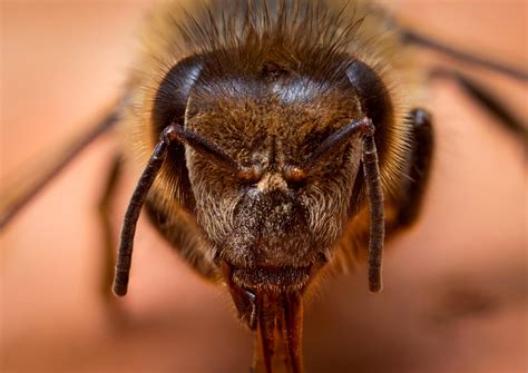 Bee Details 15 Images Handheld Stack Rmacrophotography