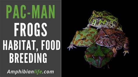 Breeding Pacman Frogs Habitat Food And Breeding Cycles Amphibian Life