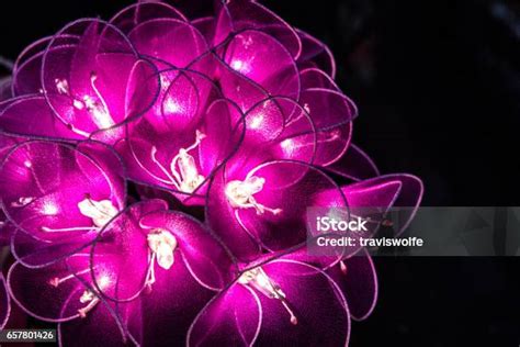 사랑과 따뜻함과 여자 침실을 위한 좋은 무드 조명 만드는 평화로운 감정의 느낌으로 한 무리의 보라색 분위기 조명 부드러운 분위기입니다 Copyspace입니다 0명에 대한