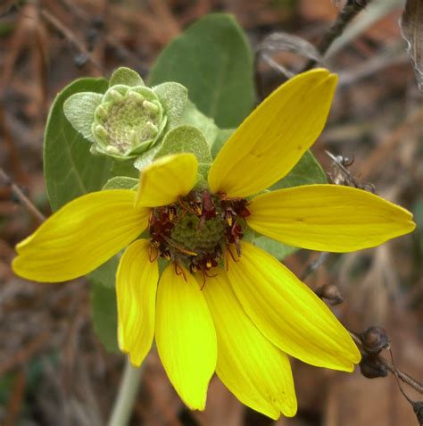 Soft Green Eyes Berlandiera Pumila Wildflower Nancy L Calhoun