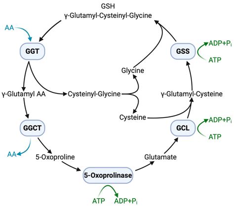 A Systematic Review Of Serum γ Glutamyltransferase As A Prognostic