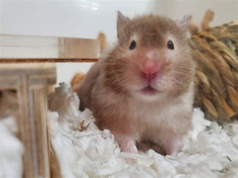 녹녹 On Twitter 세계 햄스터의 날을 기념해 저희 집 단추를 공개합니다💗