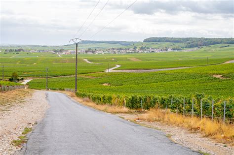 비오는 날 프랑스 샴페인 지역 인 에페르네이 근처의 녹색 웅크린 크루 포도원이있는 풍경 코트 데 블랑의 백악토 토양에 흰색 샤도 네 와인 포도의 재배 0명에 대한 스톡 사진