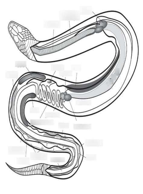 Snake Anatomy Diagram Quizlet