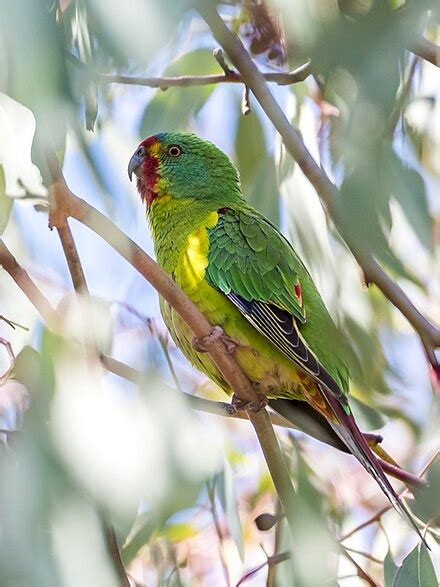 Swift Parrot Wikipedia