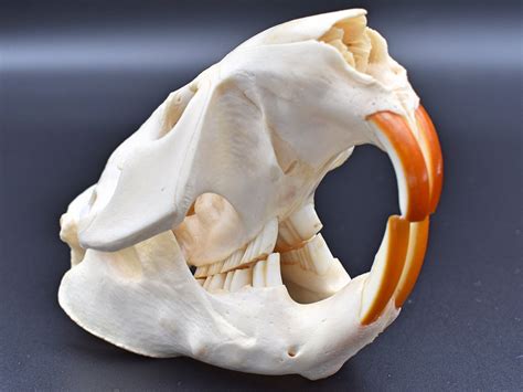 Alaskan Beaver Skull Genuine Real Dermestid Taxidermy Beetle Cleaned