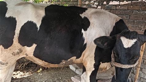 My 40116 Hider Pregnent Abs Armada Sex Siman On My Dairy Farm Youtube