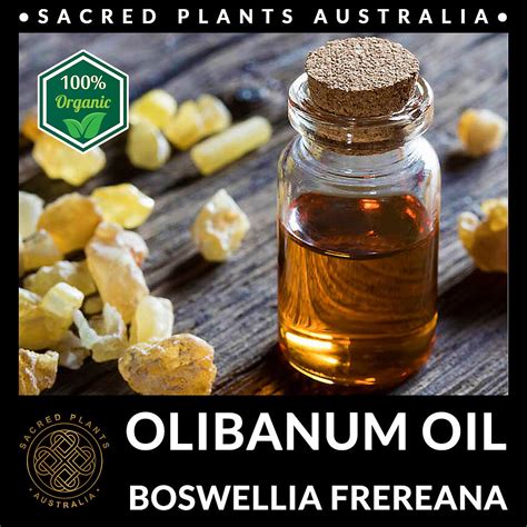 Olibanum Oil For Skin Boswellia Frereana Sacred Plants Australia
