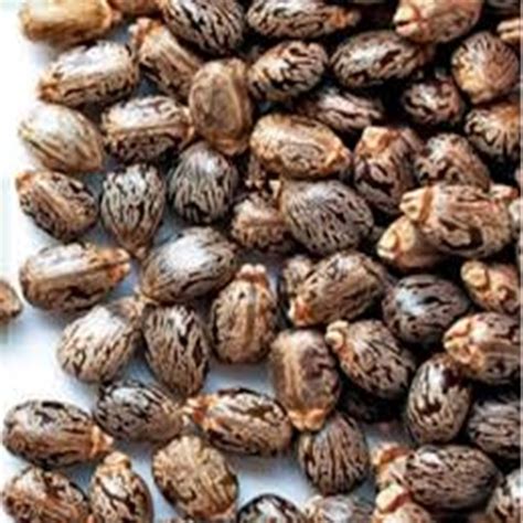 Castor Seeds Indian Asset
