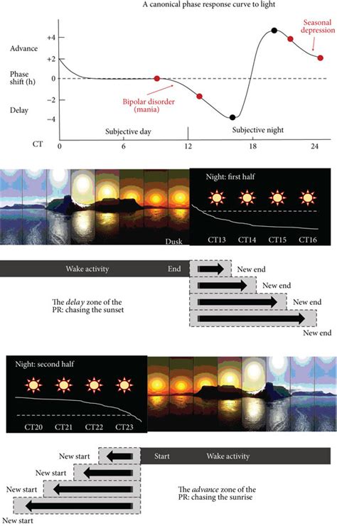 Phase Response Curve To Light The Pacemakers Timekeeping Responses To Download Scientific