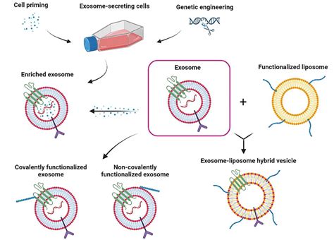 Strategies For Exosome Engineering Download Scientific Diagram