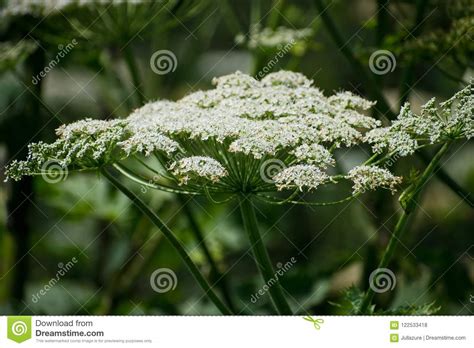Cow Parsnip Or The Toxic Hogweed In Summer Sunny Day Heracleum Cow