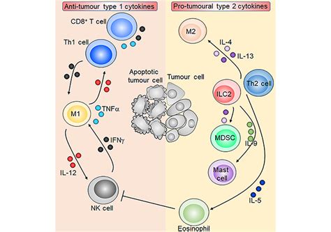 Type 1 And Type 2 Cytokine Mediated Immune Orchestration In The Tumour