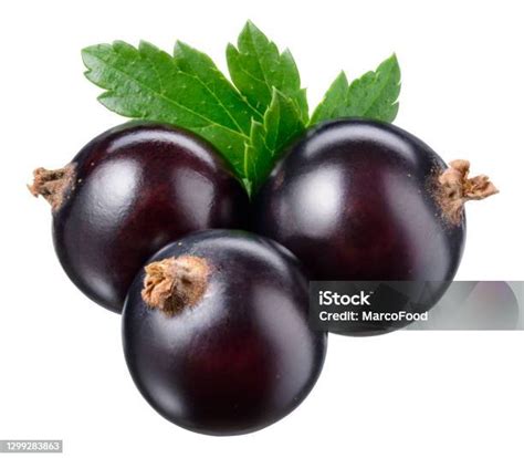 검은 색 건포도가 분리됩니다 클리핑 경로와 흰색 배경에 고립 된 건포도 검은 열매 전체 깊이의 검정 건포도 세트 0명에 대한 스톡 사진 및 기타 이미지 Istock