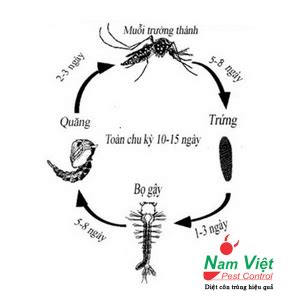 Đặc điểm muỗi Aedes Aegypti muỗi vằn truyền bệnh sốt xuất huyết