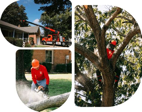 Tree Cutting Virginia Beach Va Marshalls Tree Service