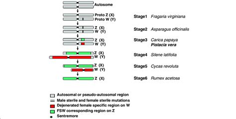 The Six Stages Of Sex Chromosome Evolution Obtained From Ming Et Al