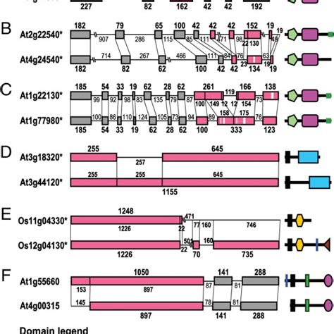 The Exonintron Structures Of Six Pairs Of Representative Sibling Download Scientific Diagram