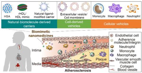 Biomimetic Nanomedicines For Precise Atherosclerosis Theranostics Pmc