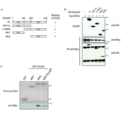7 A Schéma Des Constructions De Smad3 B Des Cellules Cos Furent Download Scientific Diagram
