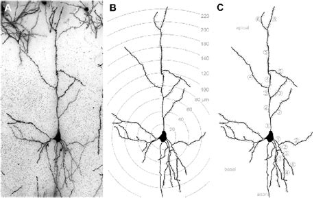 Frontiers Early Sensory Loss Alters The Dendritic Branching And Spine