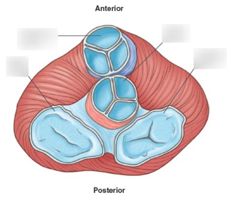 Diagram Heart Valves Diagram Quizlet Diagram Heart Valves Diagram Quizlet