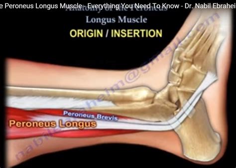 Anatomy Of The Peroneus Longus Muscle —