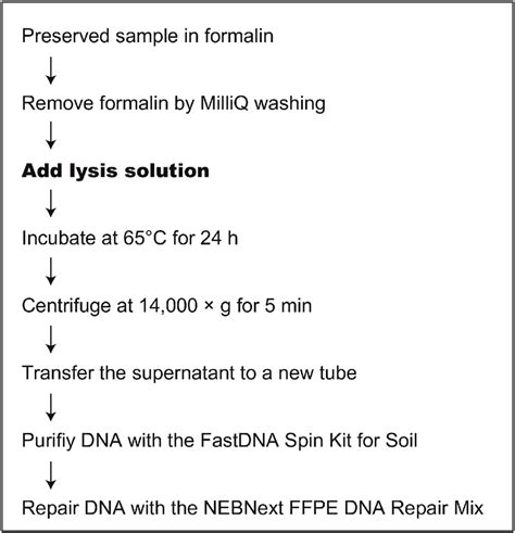 Procedure For Extracting Dna From A Sample Preserved In Formalin Nine
