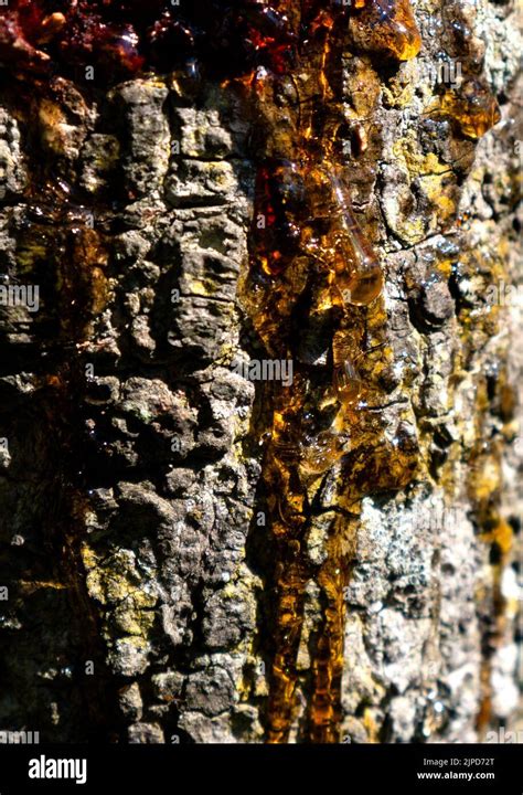 Resin Gum From The Cut Of A Tree Stock Photo Alamy