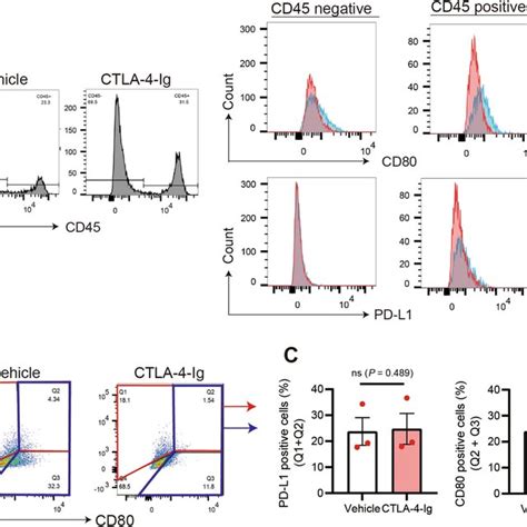 Internalization Of Cd80 But Not Pd L1 In Flss By Ctla 4 Ig