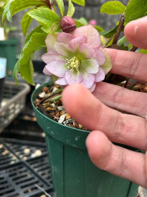 Yahoo オークション クリスマスローズ Dd ポーセリン系 大木ナーセリ