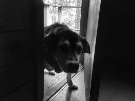 Безплатна снимка Черно и бяло кученце черно монохромен приют за животни монохромна