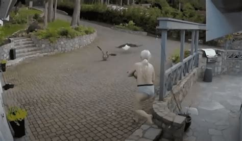 Breast Feeding Lady Saves Goose From Eagle At Mark Villa Blog