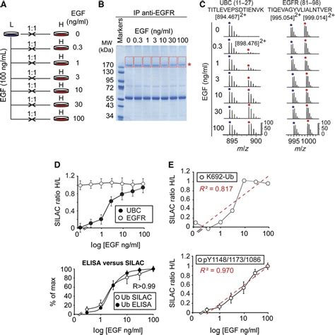Silac Ms For Quantitative Analysis Of Ubiquitinated And Phosphorylated
