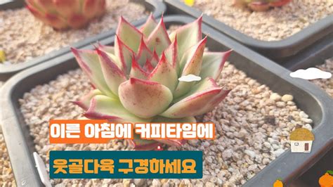 이른 아침에 커피타임에 웃골 다육이 구경하세요 Youtube