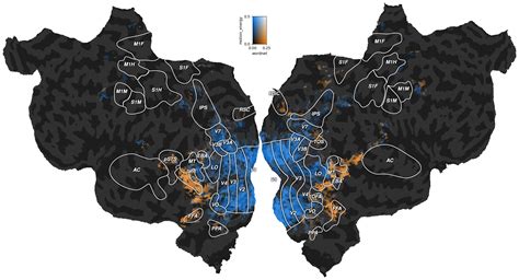 Fit A Voxelwise Encoding Model With Both Wordnet And Motion Energy Features — Voxelwise Encoding