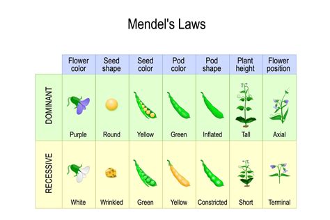 38 Facts About Mendels Laws