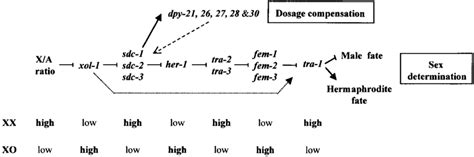 The Proposed Regulatory Pathway Governing Sex Determination And Dosage Download Scientific